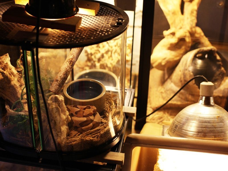 Upoznajte čovjeka koji svoj dom dijeli sa 60 otrovnica - tportal