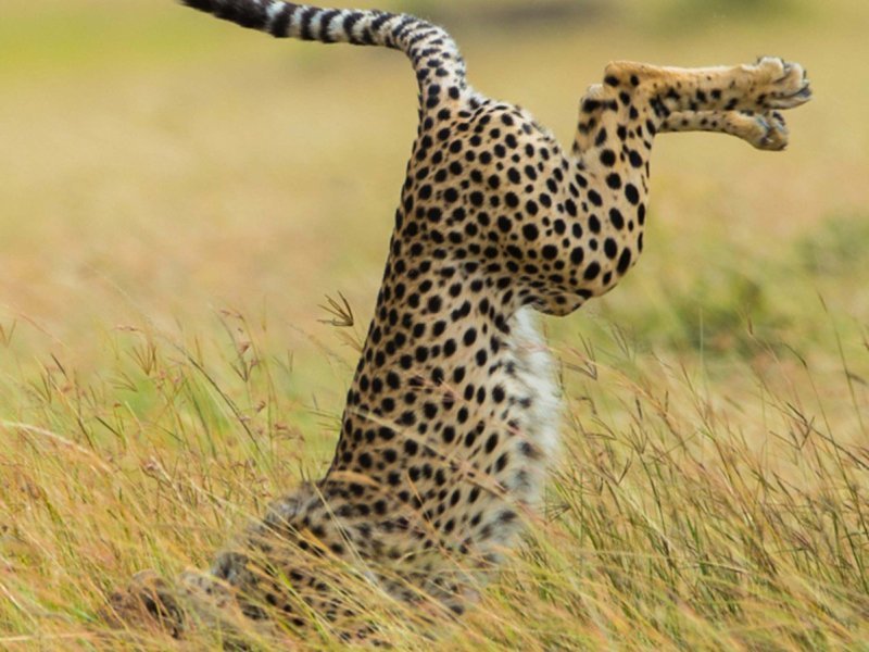 Pogledajte najbolje fotografije divljih životinja - tportal