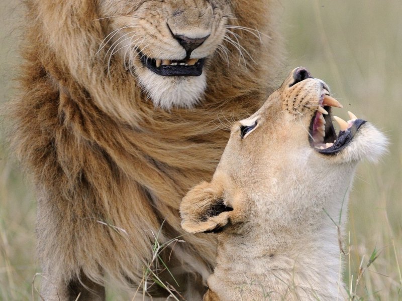 Pogledajte najbolje fotografije divljih životinja - tportal