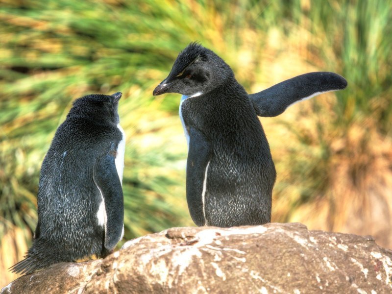 Pogledajte najbolje fotografije divljih životinja - tportal
