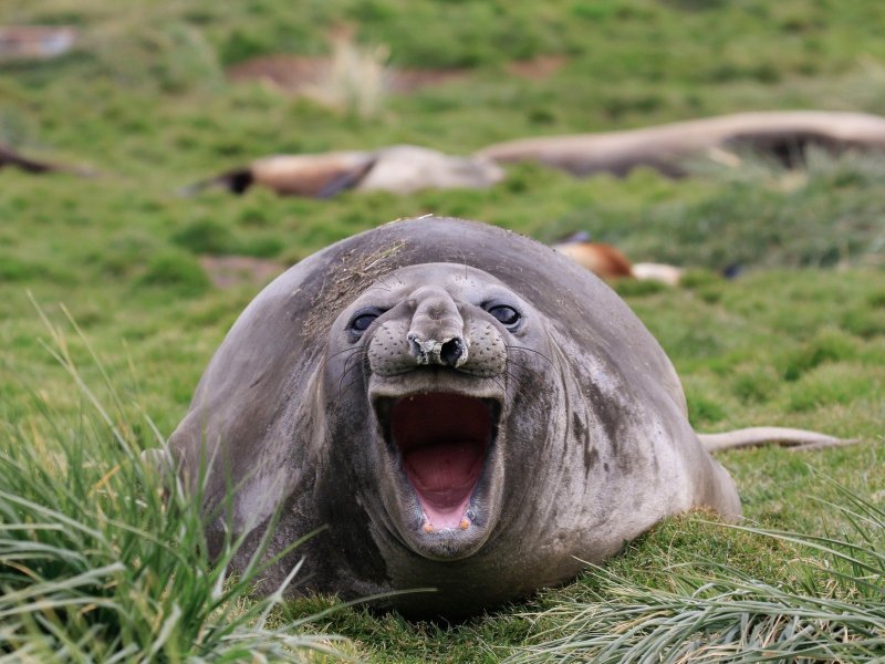 Pogledajte najbolje fotografije divljih životinja - tportal