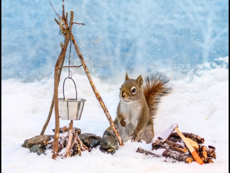 Dobrodošli u svijet vjeverica! - tportal