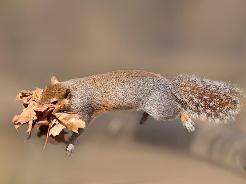 Dobrodošli u svijet vjeverica! - tportal