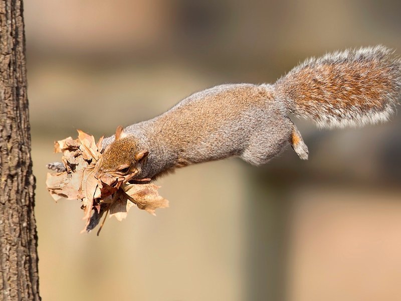 Dobrodošli u svijet vjeverica! - tportal