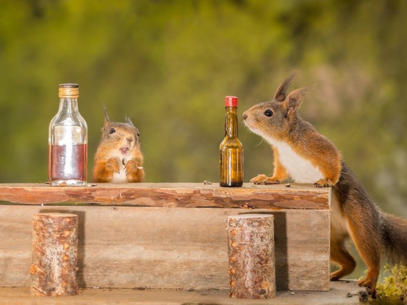 Dobrodošli u svijet vjeverica! - tportal