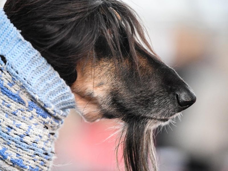 Ovo su najljepši psi s ovogodišnje izložbe pasa u Zagrebu; koji je vaš ...