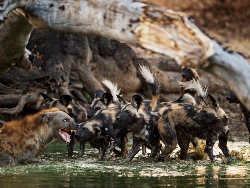 Pogledajte rijetke fotografije afričkih divljih pasa u lovu - tportal