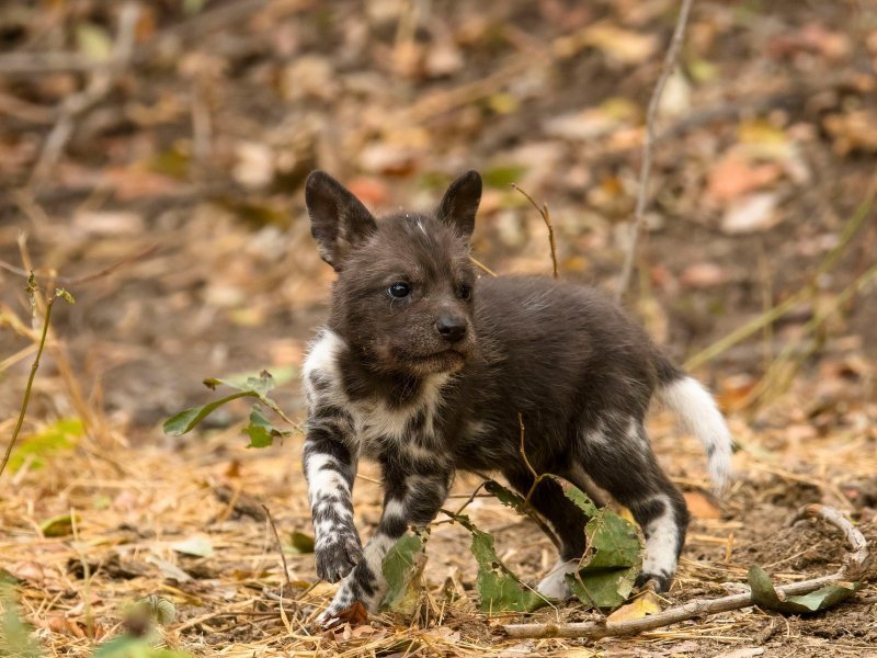 Pogledajte rijetke fotografije afričkih divljih pasa u lovu - tportal