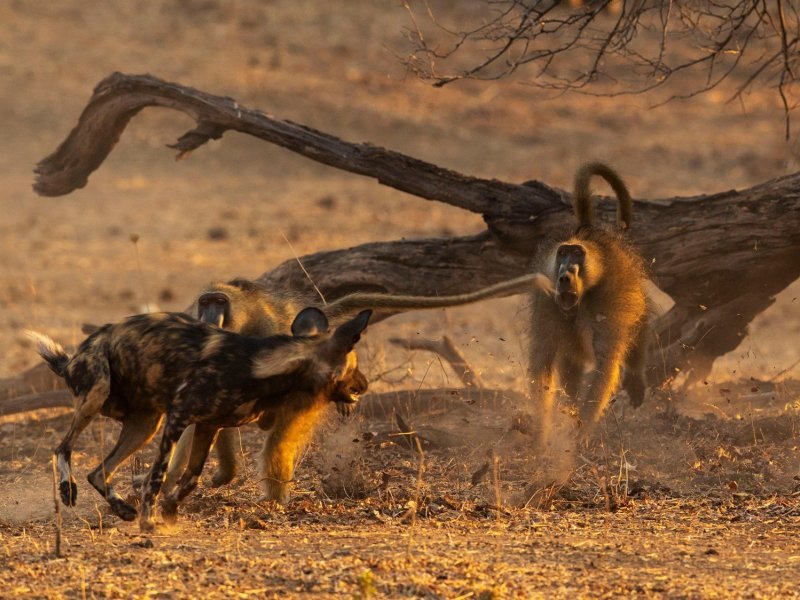 Pogledajte rijetke fotografije afričkih divljih pasa u lovu - tportal