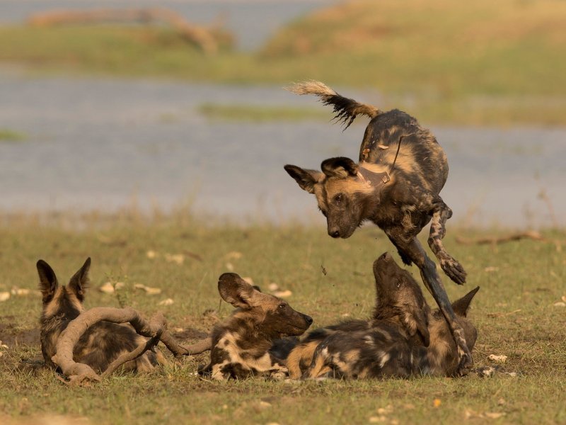 Pogledajte rijetke fotografije afričkih divljih pasa u lovu - tportal