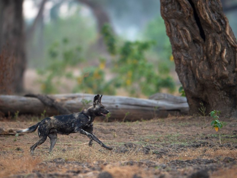Pogledajte rijetke fotografije afričkih divljih pasa u lovu - tportal