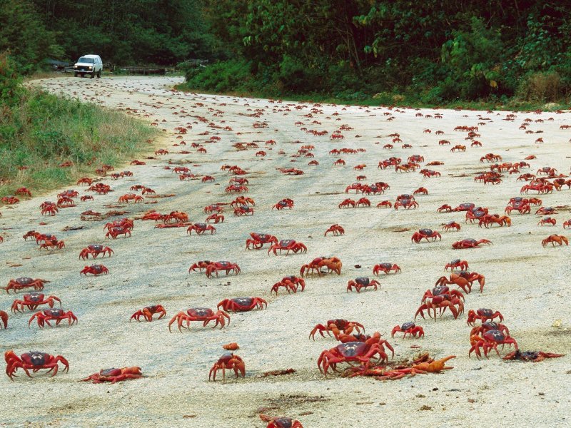 Milijuni crvenih rakova preplavili otok u Indijskom oceanu - tportal