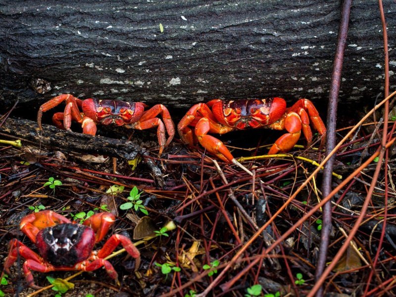 Milijuni crvenih rakova preplavili otok u Indijskom oceanu - tportal