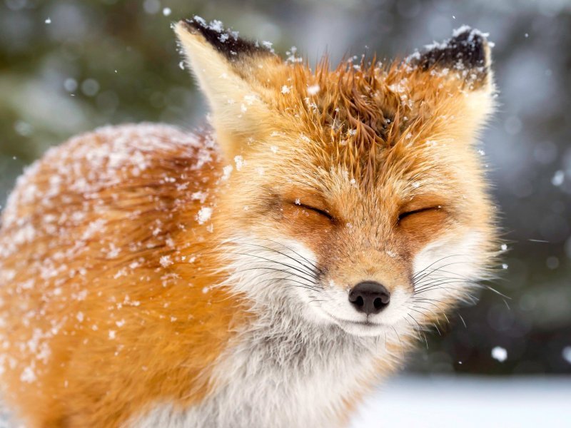 Pogledajte koliko se ove predivne životinje vesele snijegu - tportal