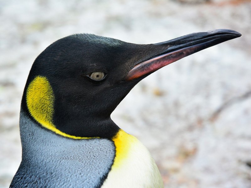 Mala velika pobjeda: Pingvin koji strahuje od vode naučio je plivati ...