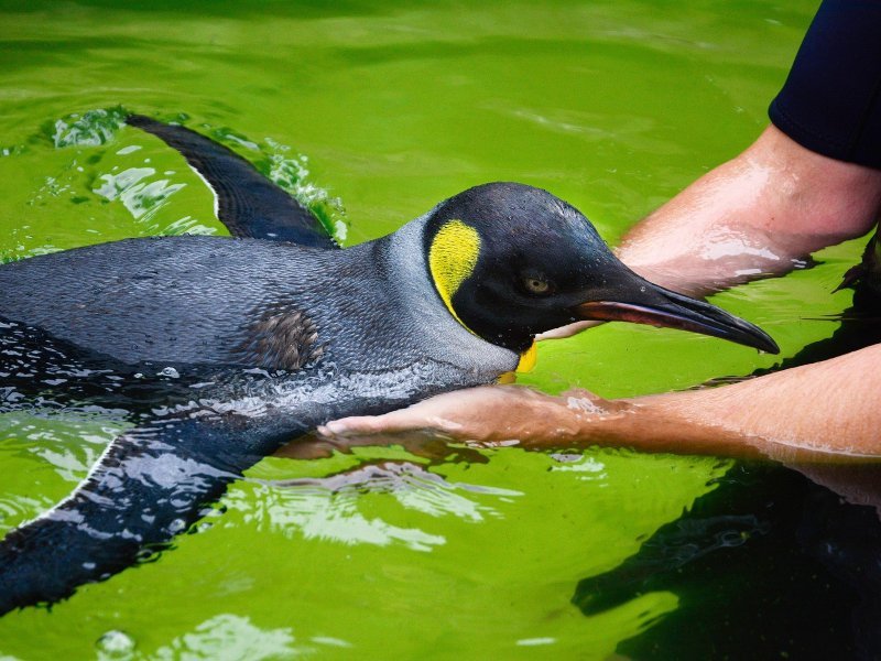 Mala velika pobjeda: Pingvin koji strahuje od vode naučio je plivati ...