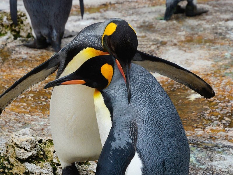 Mala velika pobjeda: Pingvin koji strahuje od vode naučio je plivati ...