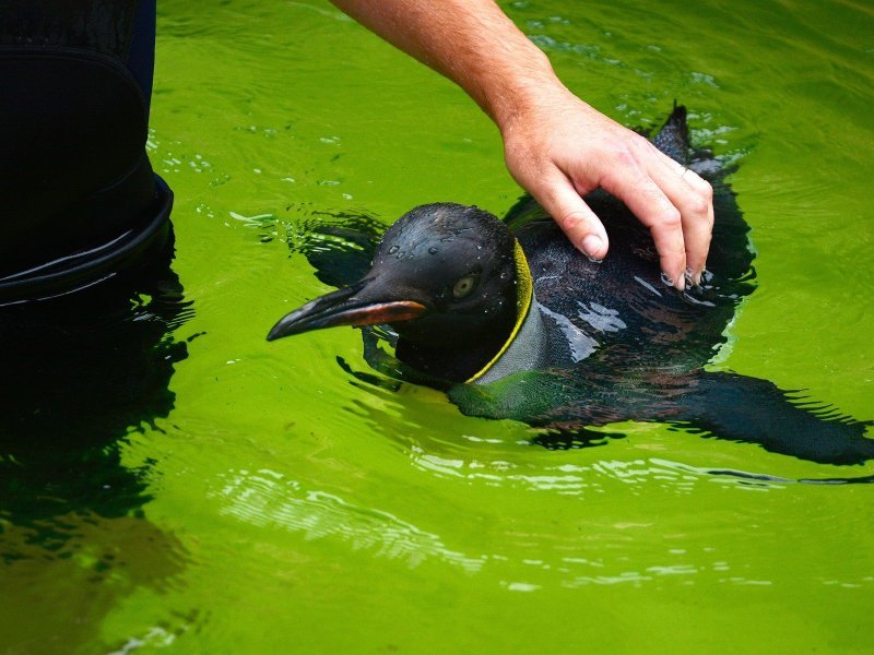 Mala velika pobjeda: Pingvin koji strahuje od vode naučio je plivati ...