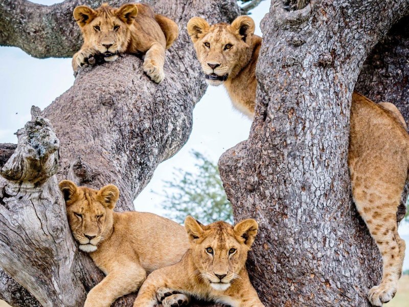 Što je istovremeno lijepo i strašno? Čopor lavova koji se izležava na ...