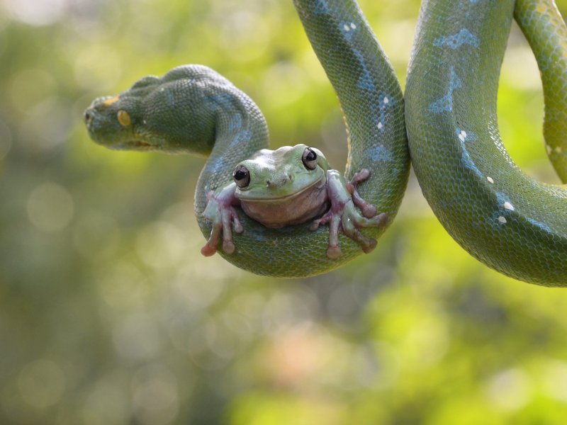 Žabe se stvarno vole voziti na drugim životinjama - tportal