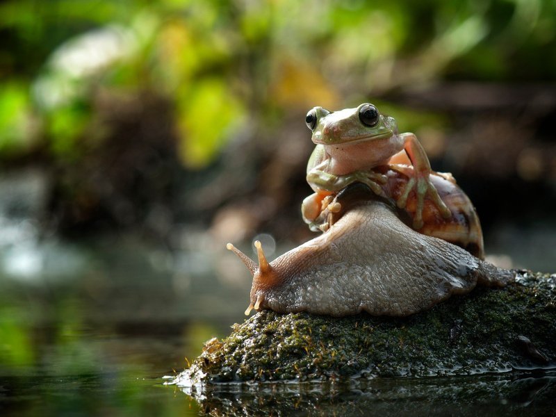 Žabe se stvarno vole voziti na drugim životinjama - tportal