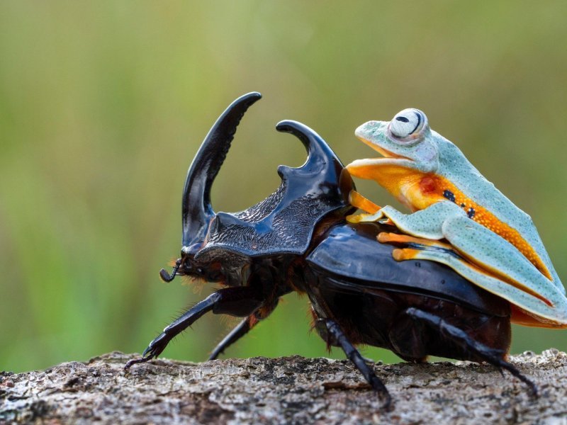 Žabe se stvarno vole voziti na drugim životinjama - tportal