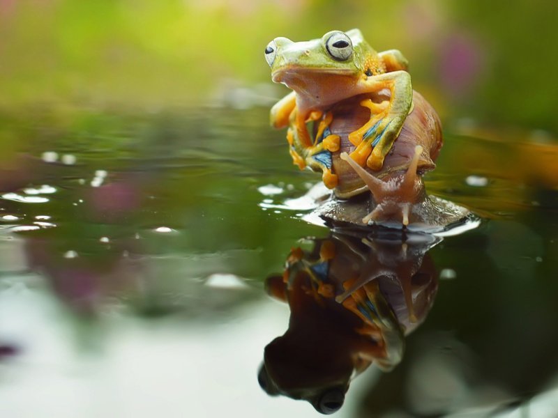 Žabe se stvarno vole voziti na drugim životinjama - tportal