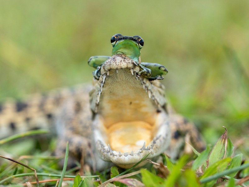 Žabe se stvarno vole voziti na drugim životinjama - tportal