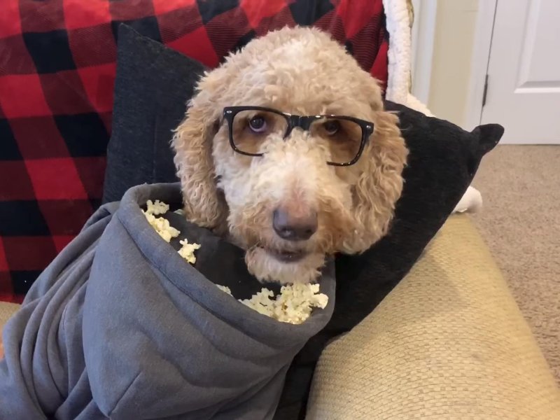 Ovaj slatki pas zna kako uživati u životu - tportal