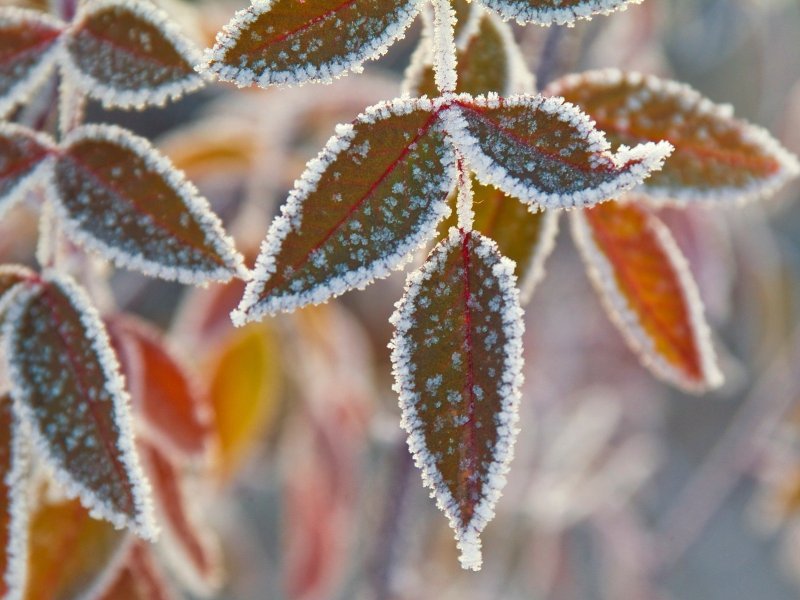 Priroda se po zimi pretvara u nadahnutu umjetnicu - tportal