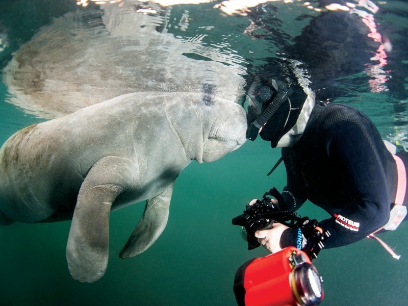 Ronioci pronašli nove prijatelje u lamantinima - tportal