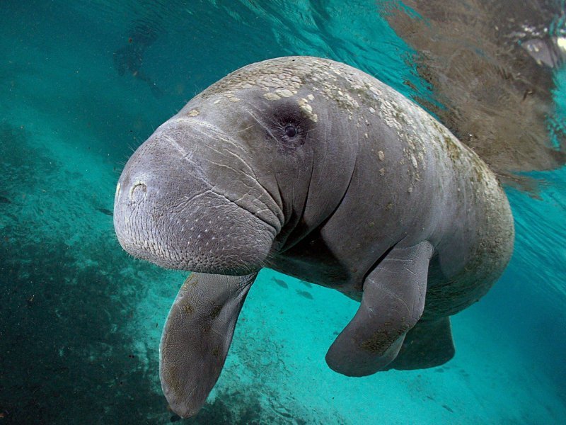 Ronioci pronašli nove prijatelje u lamantinima - tportal