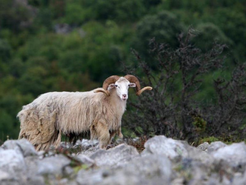 Morbidan zločin na Cresu - tportal