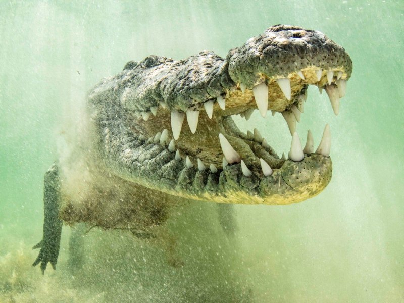 Neustrašivi fotograf ogromnom krokodilu gurnuo kameru u ralje - tportal