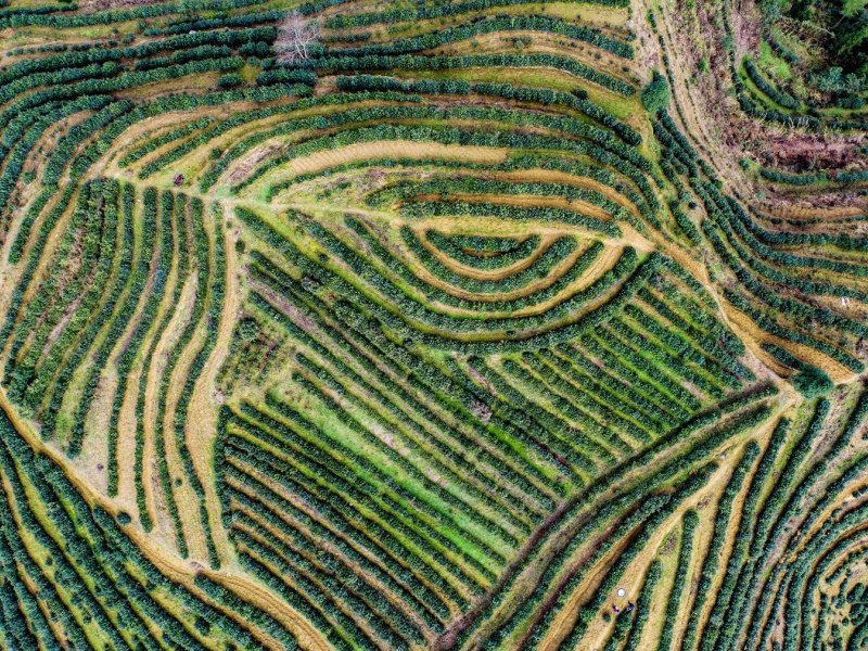 Tko bi rekao da polja čaja mogu biti ovako lijepa? - tportal