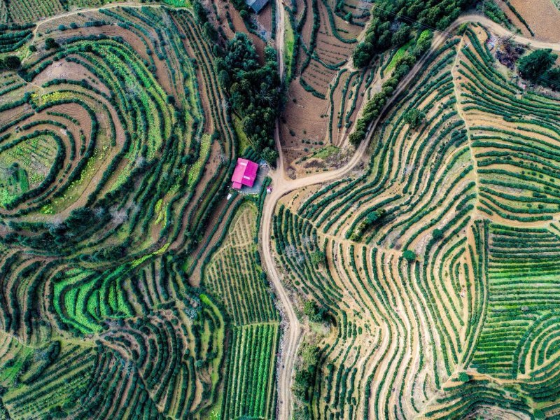 Tko bi rekao da polja čaja mogu biti ovako lijepa? - tportal