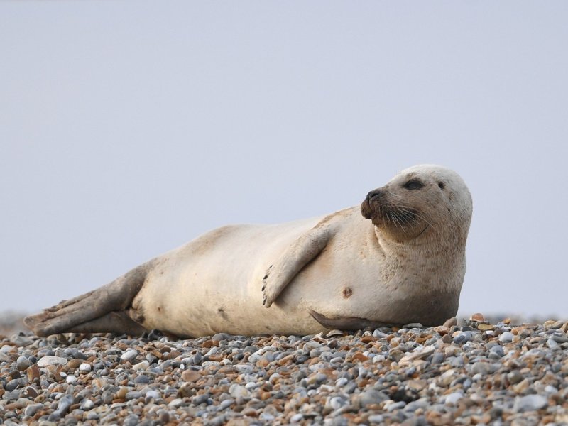 Slatki tuljan Sir David spašen od gušenja frizbijem - tportal