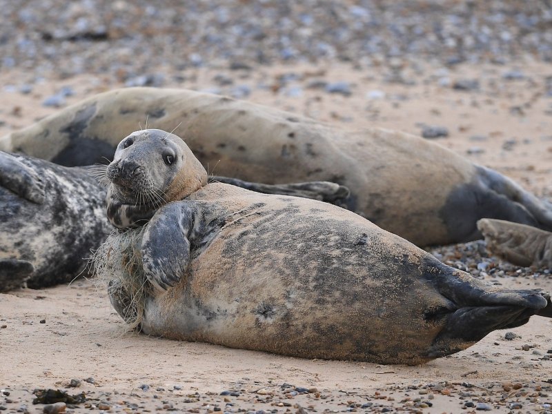 Slatki tuljan Sir David spašen od gušenja frizbijem - tportal