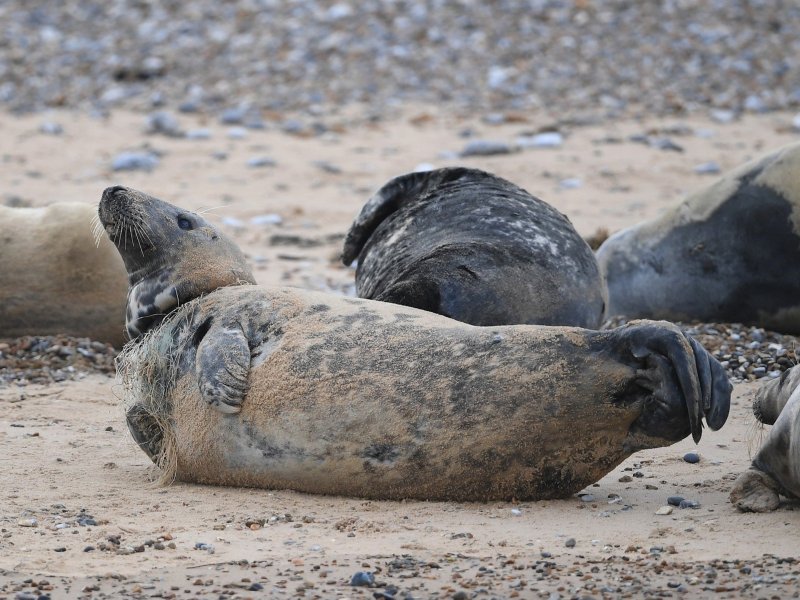 Slatki tuljan Sir David spašen od gušenja frizbijem - tportal