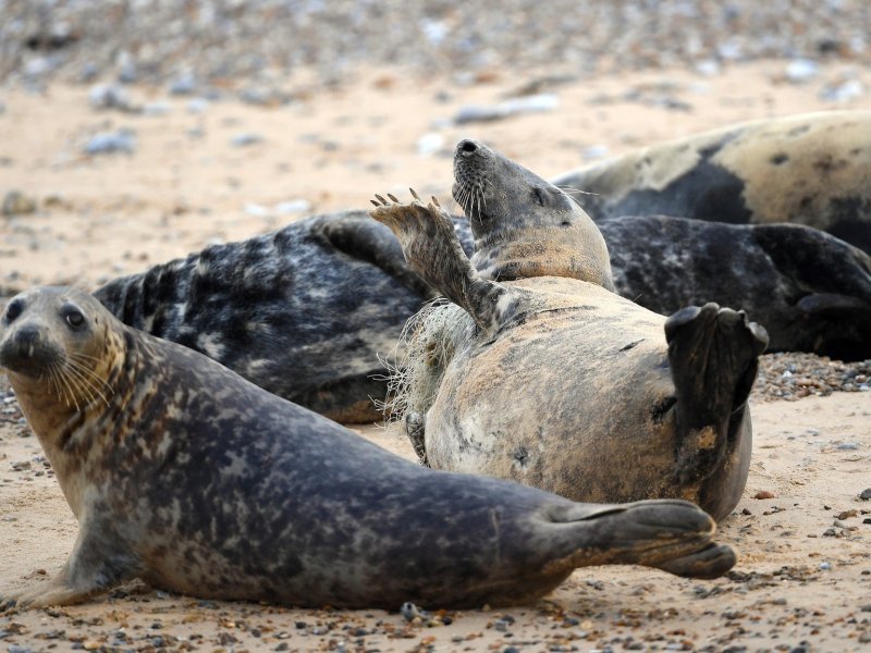 Slatki tuljan Sir David spašen od gušenja frizbijem - tportal