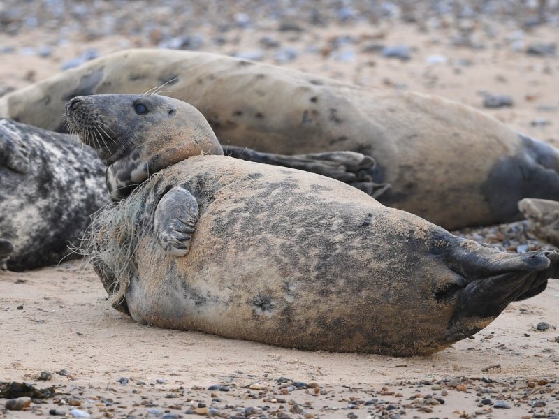 Slatki tuljan Sir David spašen od gušenja frizbijem - tportal