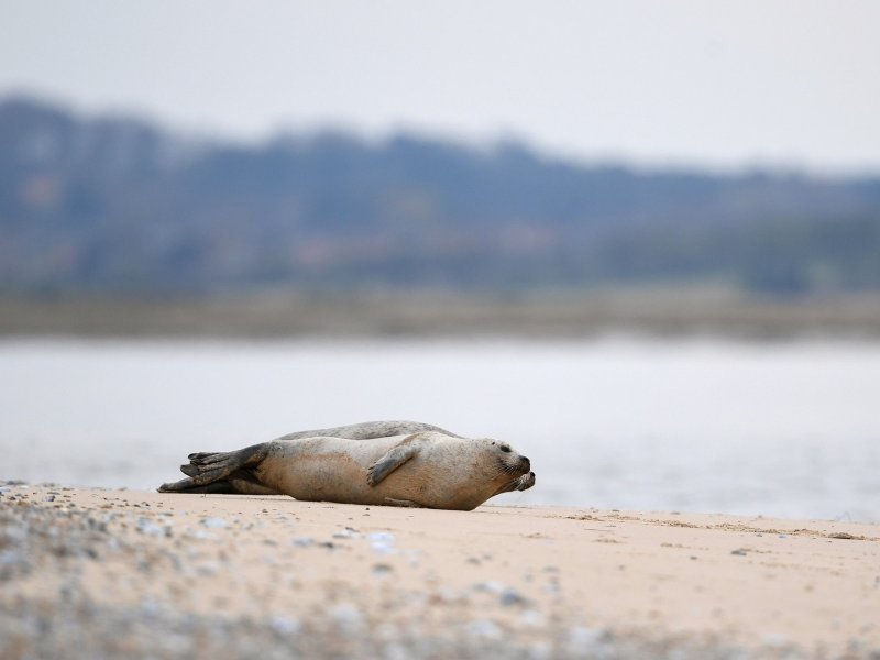 Slatki tuljan Sir David spašen od gušenja frizbijem - tportal