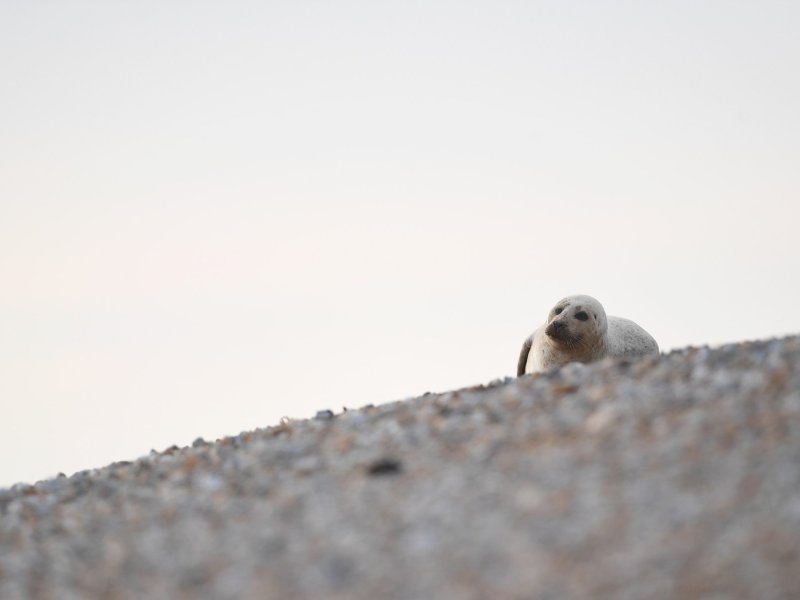 Slatki tuljan Sir David spašen od gušenja frizbijem - tportal