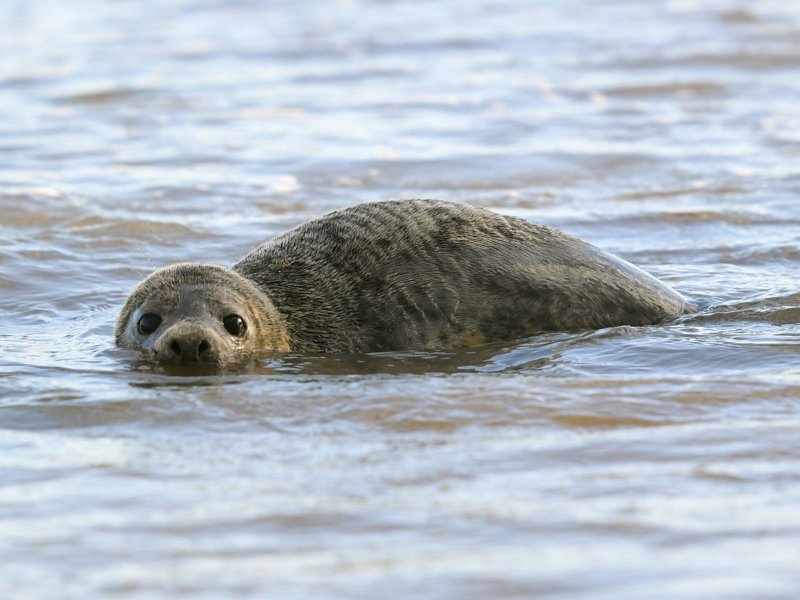 Slatki tuljan Sir David spašen od gušenja frizbijem - tportal