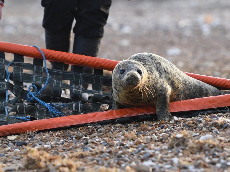Slatki tuljan Sir David spašen od gušenja frizbijem - tportal