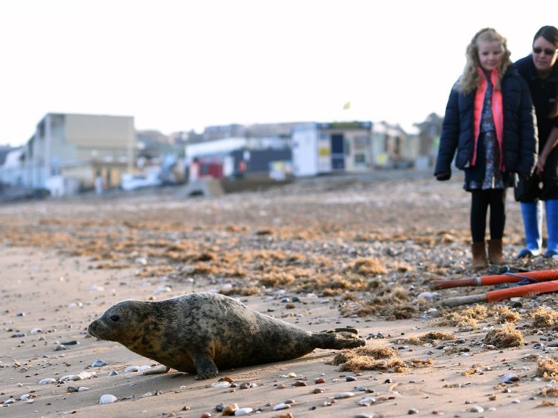 Slatki tuljan Sir David spašen od gušenja frizbijem - tportal