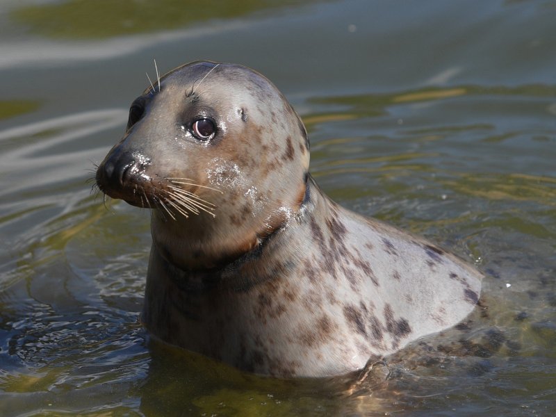 Slatki tuljan Sir David spašen od gušenja frizbijem - tportal