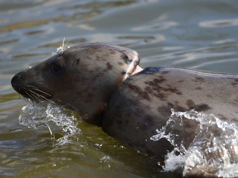 Slatki tuljan Sir David spašen od gušenja frizbijem - tportal