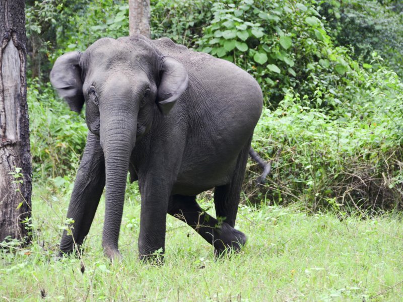 Afrički slonovi imaju najbolji njuh u životinjskom svijetu - tportal