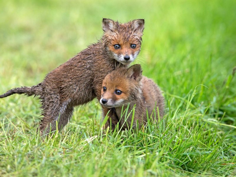 Pogledajte božanstvenu obitelj lisica - tportal